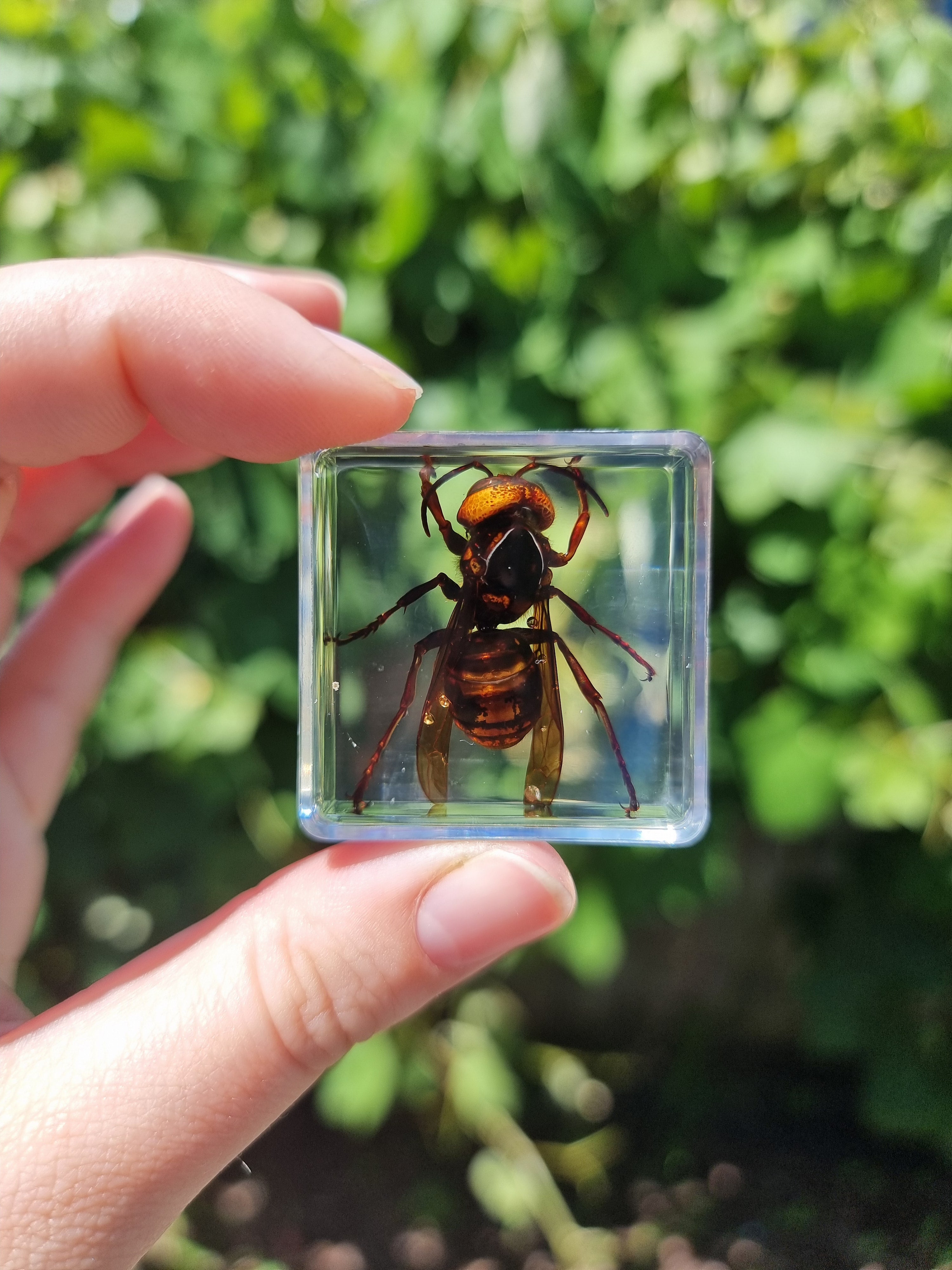 Giant Wasp In Resin – quartzncourtz